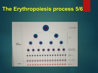 2. ERYTHROPOIESIS-1.ppt formation of the | PPT