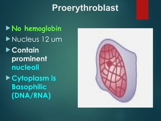 2. ERYTHROPOIESIS-1.ppt formation of the | PPT