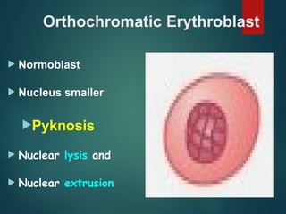 2. ERYTHROPOIESIS-1.ppt formation of the | PPT