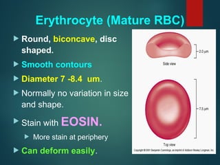 2. ERYTHROPOIESIS-1.ppt formation of the | PPT