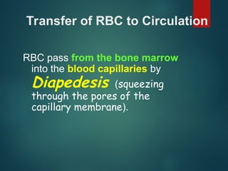 2. ERYTHROPOIESIS-1.ppt formation of the | PPT