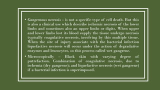 2. Necrosis and apoptosis pathoanatomy.pptx