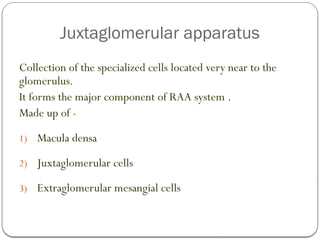 2. JG APPARATUS and RENAL BLOOD FLOW.pptx