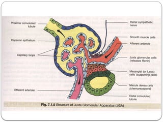 2. JG APPARATUS and RENAL BLOOD FLOW.pptx