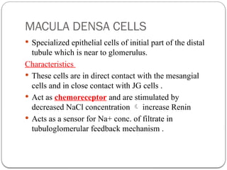 2. JG APPARATUS and RENAL BLOOD FLOW.pptx