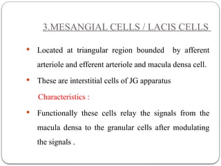 2. JG APPARATUS and RENAL BLOOD FLOW.pptx