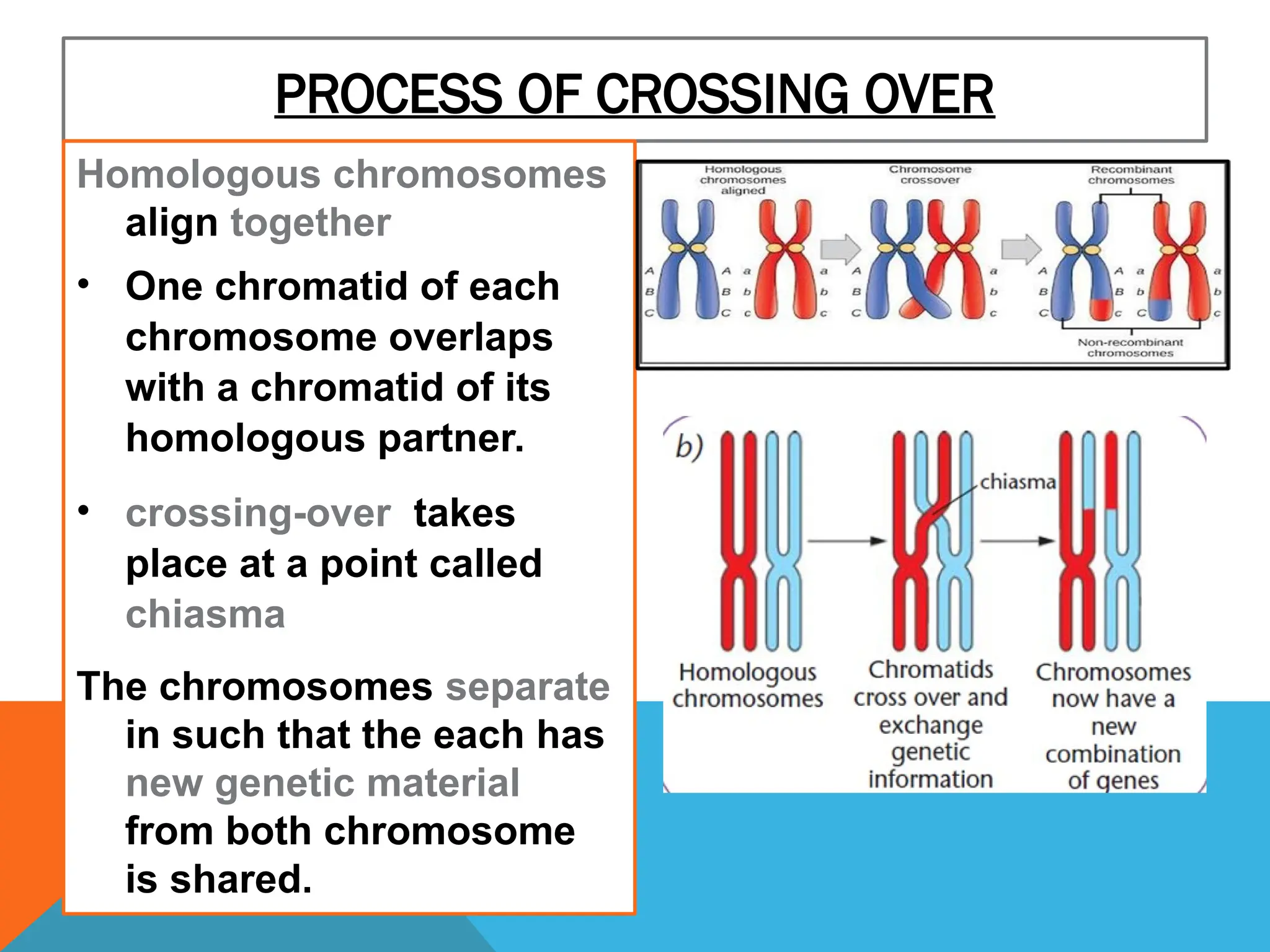 2.MEIOSIS Definition of Meiosis, differences between mitosis and ...