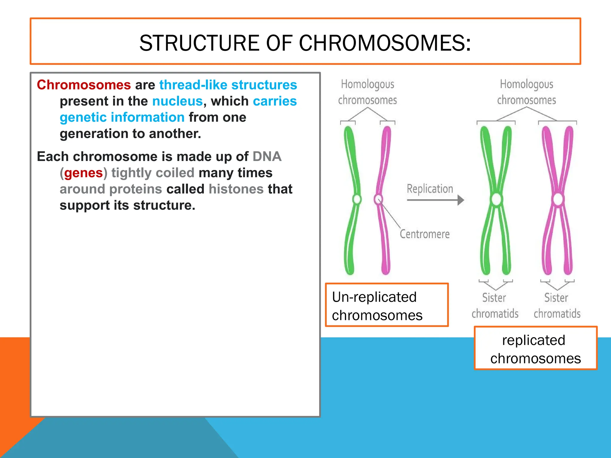 2.MEIOSIS Definition of Meiosis, differences between mitosis and ...