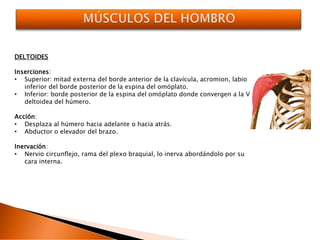 2.Anatomía Miembro Superior Diapositivas (1).pdf