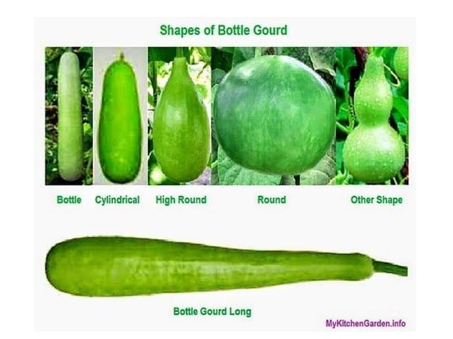 2. Bottle gourd, Bitter gourd and sponge Gourd.pptx