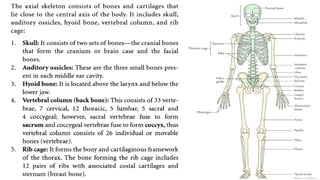 2. GA. 2025. Skeletal System Bones & Classification Sl=35 Dr Baqir (1).pptx
