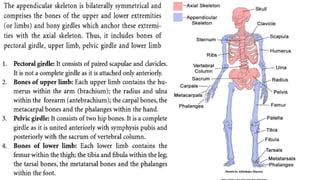2. GA. 2025. Skeletal System Bones & Classification Sl=35 Dr Baqir (1).pptx