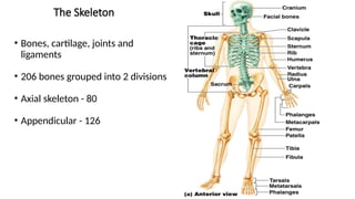 2. GA. 2025. Skeletal System Bones & Classification Sl=35 Dr Baqir (1).pptx