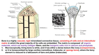2. GA. 2025. Skeletal System Bones & Classification Sl=35 Dr Baqir (1).pptx