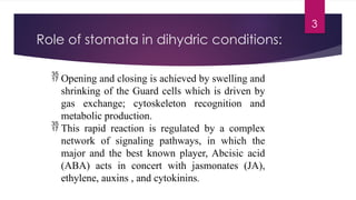 PLANT STOMATAL REGULATION PHYSIOLOGY .pptx