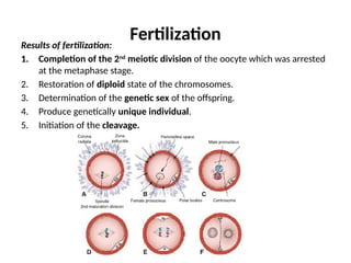 2. WEEK of fetal development. -1.pptx