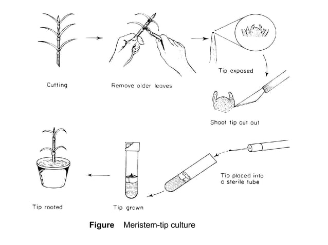 2. Asexual propagation of fruit crops and .pptx