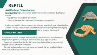 2. Sistem integumen.................pptx