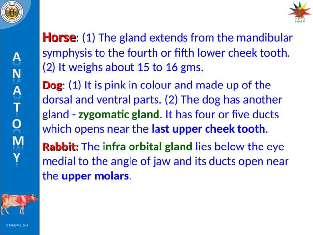 Teeth & Salivary glands presentation in veterinary | PPT