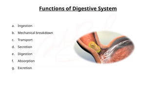 Layers of Gastro Intestinal Tract I Dr.Singh | PPTX
