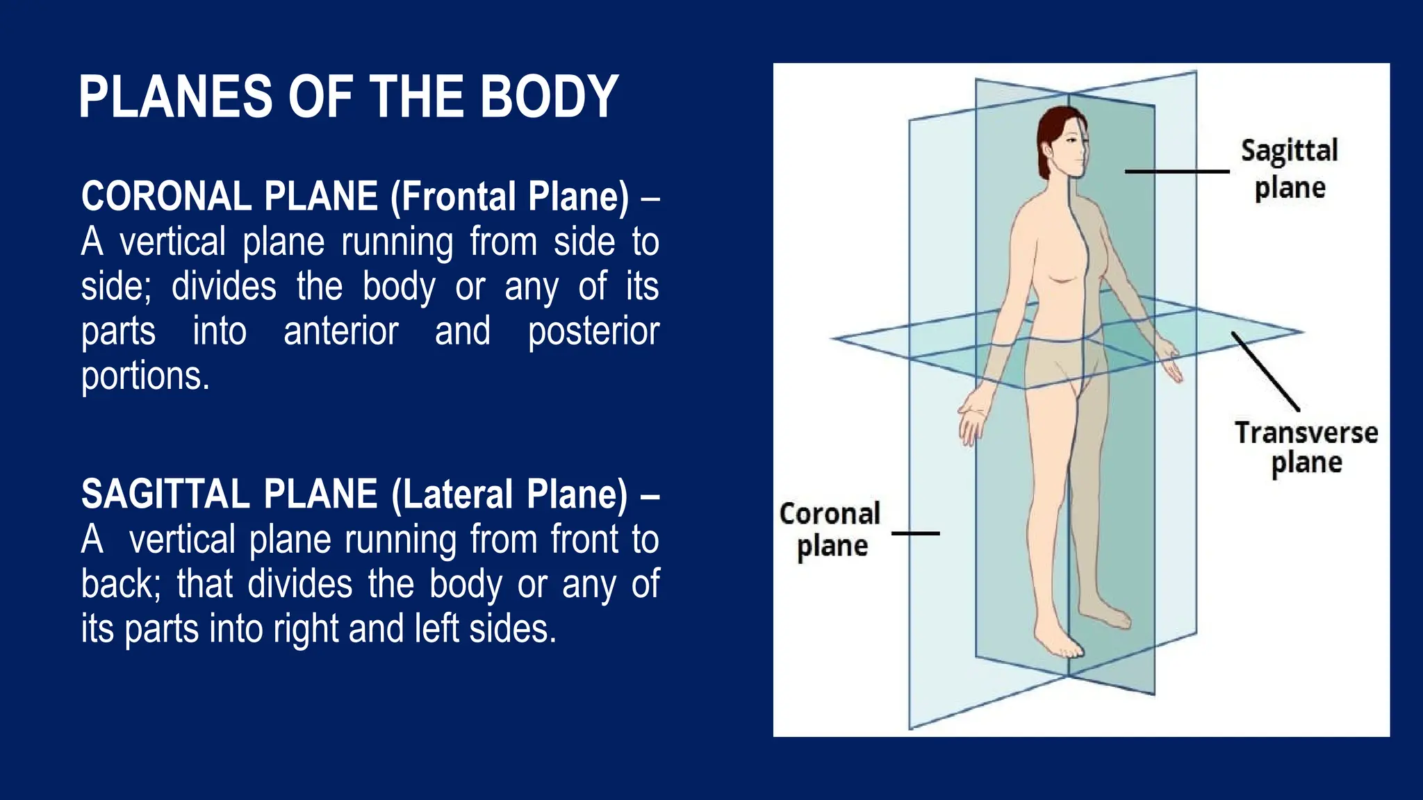 2.GeneralAnatomicalTerminology,MajorBodyRegions ...