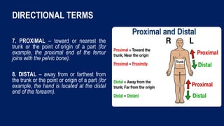 2.GeneralAnatomicalTerminology,MajorBodyRegions ...