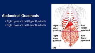 2.GeneralAnatomicalTerminology,MajorBodyRegions ...
