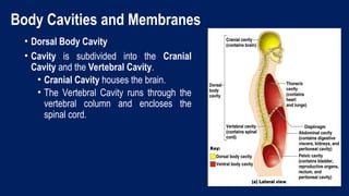 2.GeneralAnatomicalTerminology,MajorBodyRegions ...