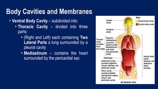2.GeneralAnatomicalTerminology,MajorBodyRegions ...
