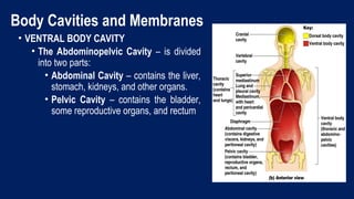 2.GeneralAnatomicalTerminology,MajorBodyRegions ...