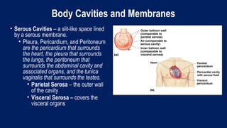2.GeneralAnatomicalTerminology,MajorBodyRegions ...