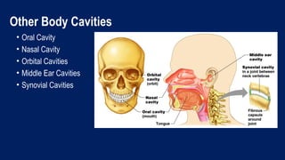 2.GeneralAnatomicalTerminology,MajorBodyRegions ...