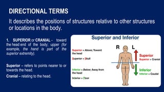 2.GeneralAnatomicalTerminology,MajorBodyRegions ...