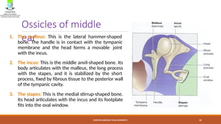 2. THE EAR.pptx. human anatomy physiology | PPTX