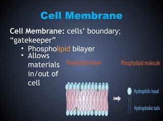 2. CELL ORGANELLES AND FUNCTIONS.pptx