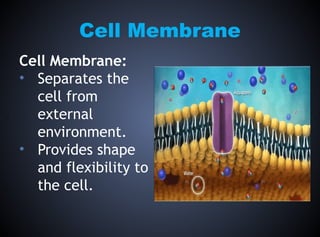 2. CELL ORGANELLES AND FUNCTIONS.pptx