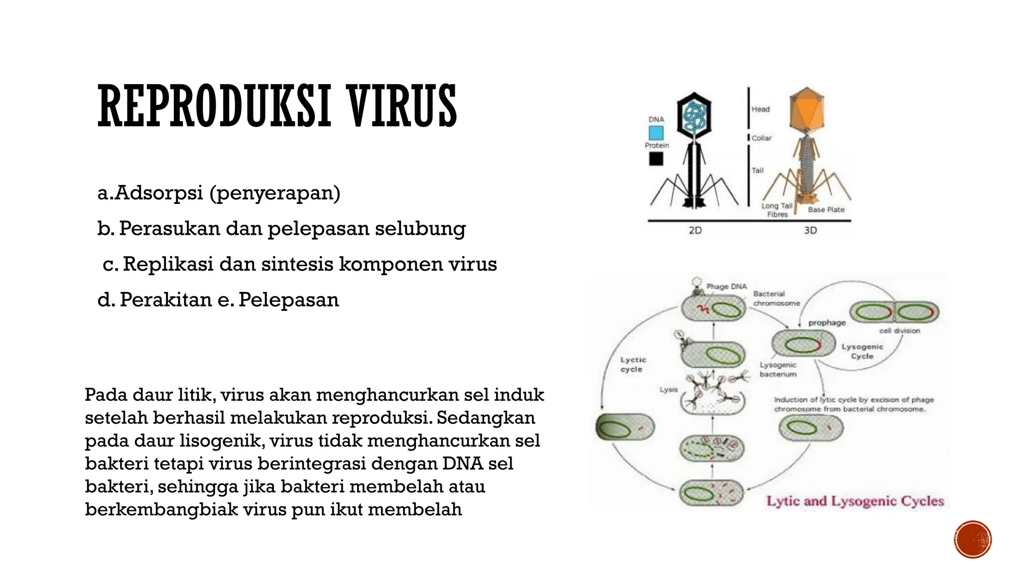 2. BAKTERIOLOGI, virologi dan mikologi.pptx