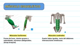 Sistema Muscular, Anatomia Humana con aplicacion clinica - Moore | PDF