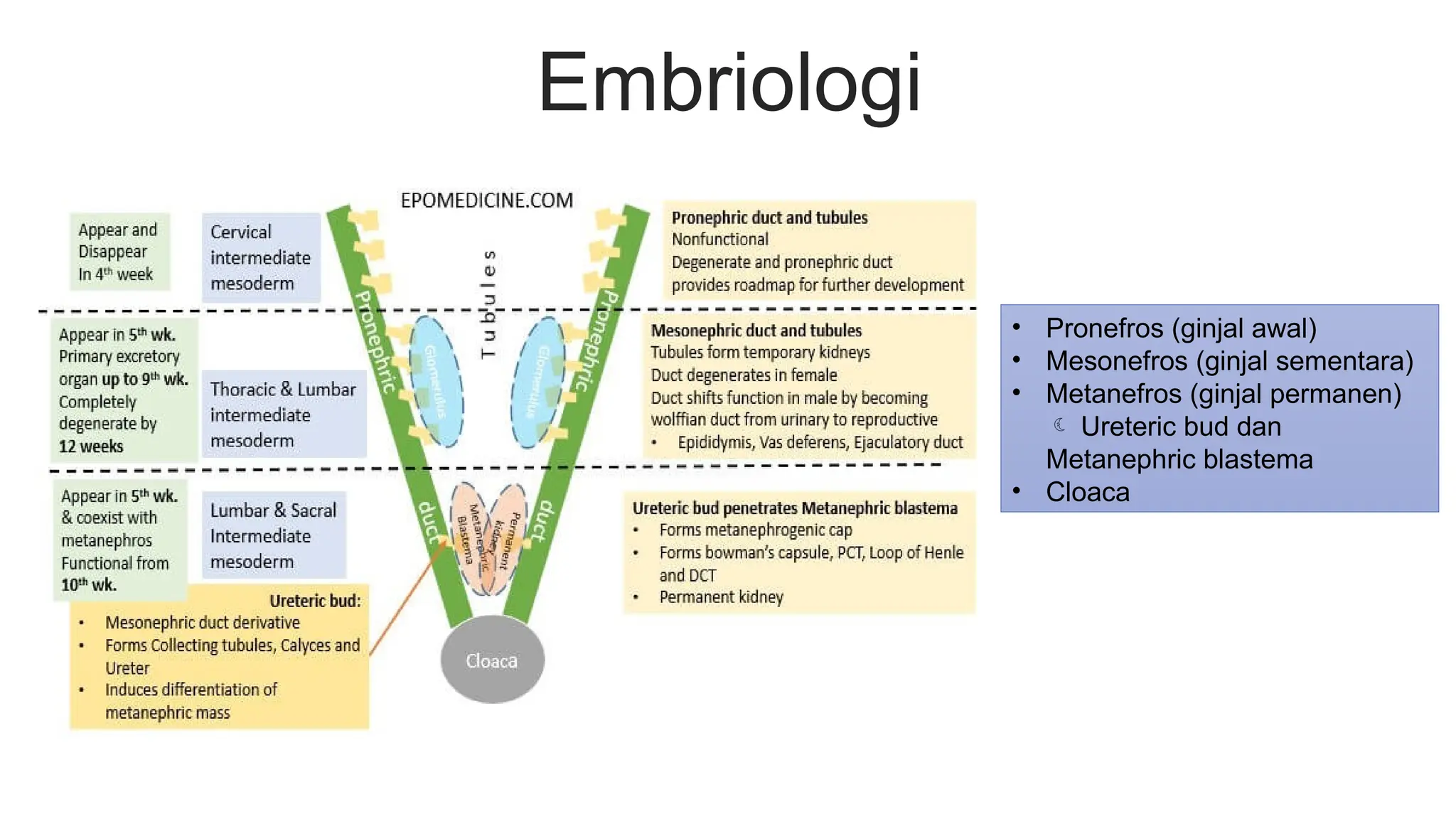 2. embriologi dan introduction CAKUT.pptx