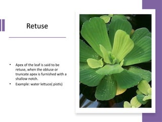 2.leaf apex.pptx leaf margin leaf apex types of leaf | PPTX