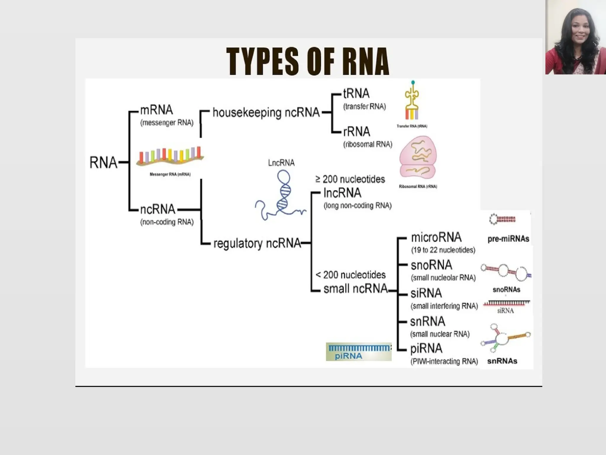 The functions of different RNA types (mRNA, tRNA, rRNA). | PPTX