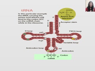 The functions of different RNA types (mRNA, tRNA, rRNA). | PPTX