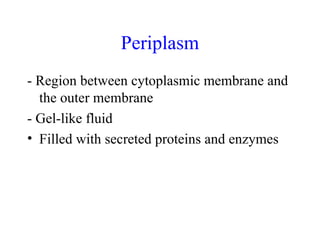 2. Anatomy and Physiology of Prokaryotic Cells.ppt