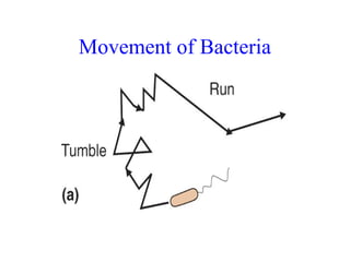 2. Anatomy and Physiology of Prokaryotic Cells.ppt