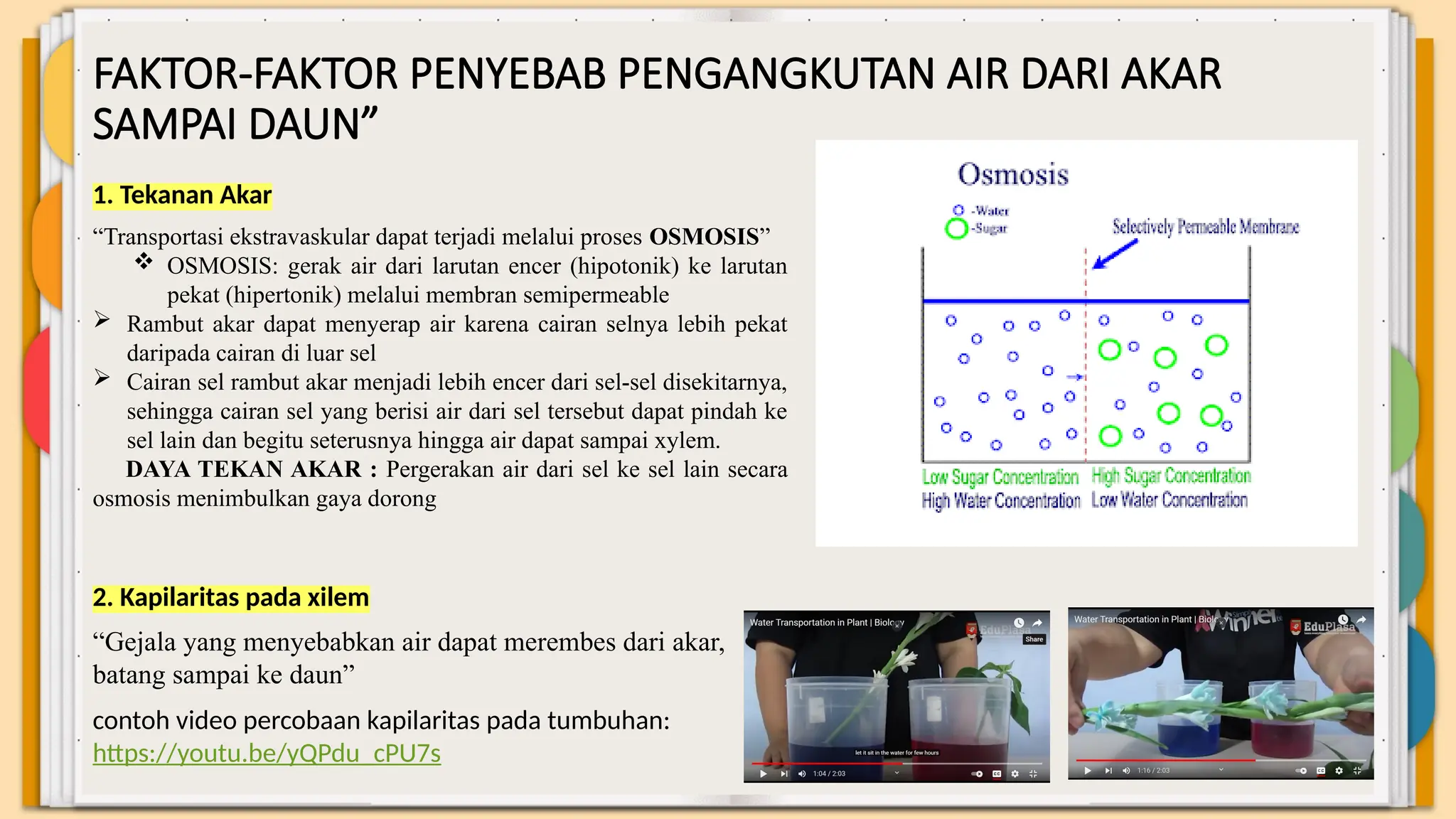 Struktur dan Fungsi Jaringan Tumbuhan (Vaskular) | PPTX