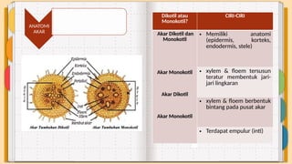 Struktur dan Fungsi Jaringan Tumbuhan (Vaskular) | PPTX