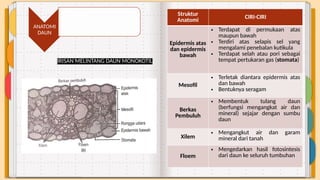 Struktur dan Fungsi Jaringan Tumbuhan (Vaskular) | PPTX