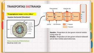Struktur dan Fungsi Jaringan Tumbuhan (Vaskular) | PPTX