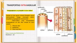 Struktur dan Fungsi Jaringan Tumbuhan (Vaskular) | PPTX