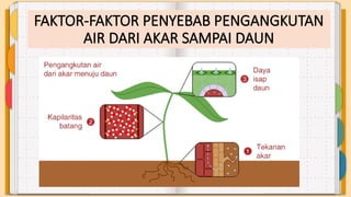 Struktur dan Fungsi Jaringan Tumbuhan (Vaskular) | PPTX